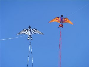 Sky Bird kite – Jim's Kites